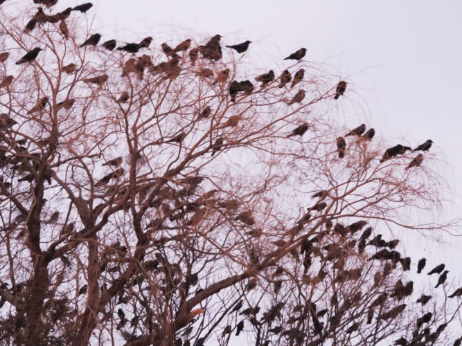 Crows | News, Sports, Jobs - Times Observer